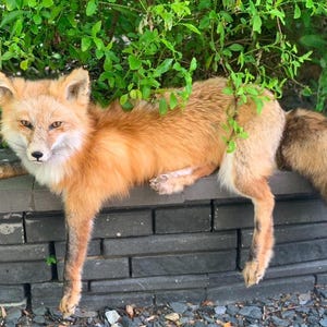 MADE TO ORDER/ Commissioned Fox Taxidermy Softmount - Etsy
