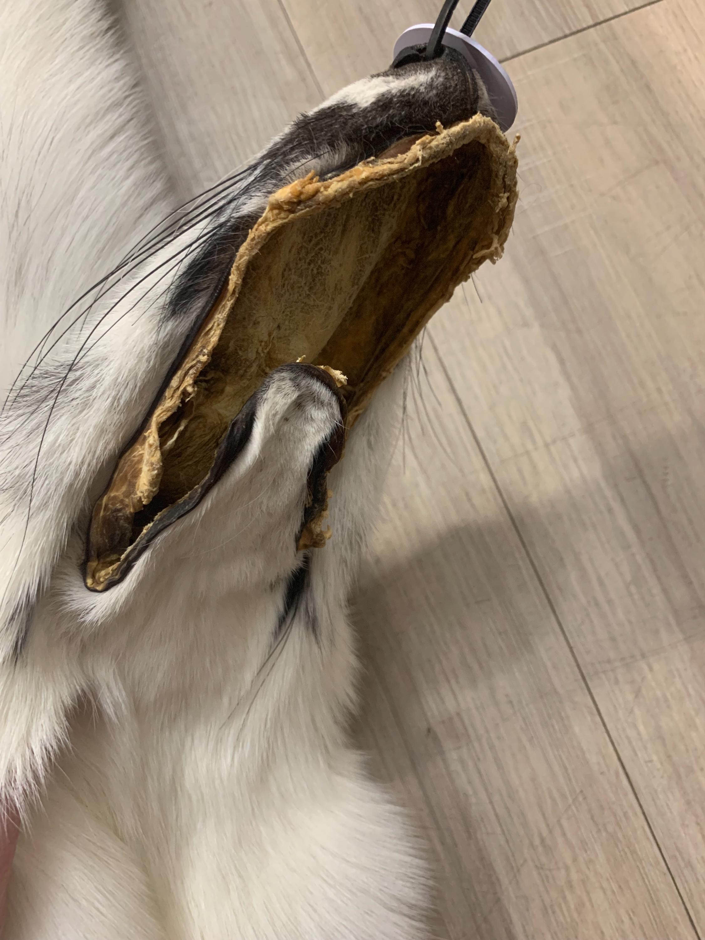 Mountable, Soft Tanned Marble Ranch Fox Pelt - Etsy