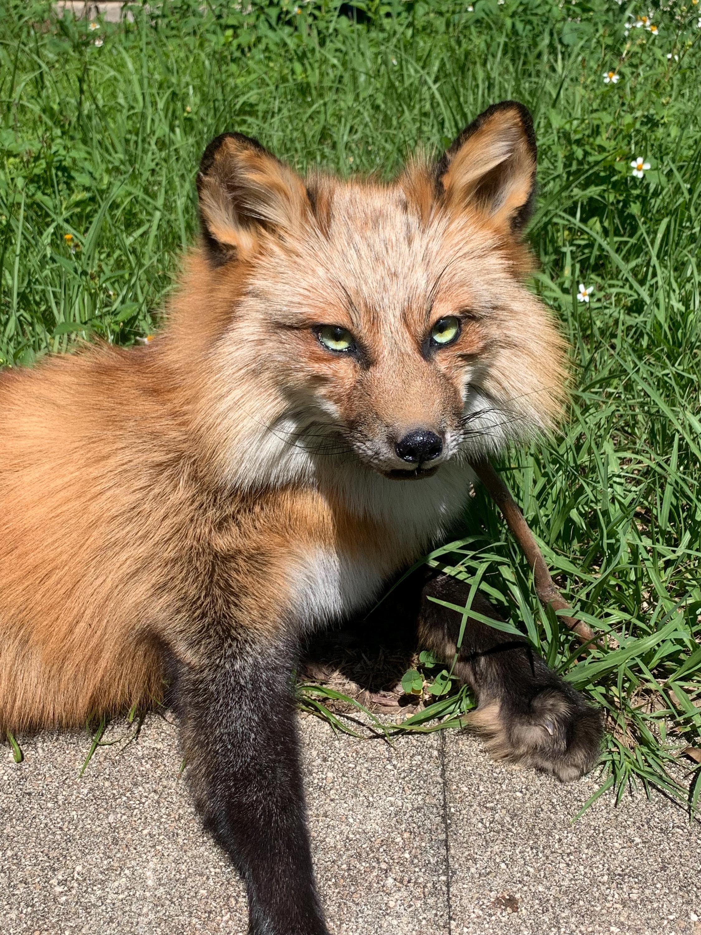 MADE TO ORDER/ Commissioned Fox Taxidermy Softmount - Etsy