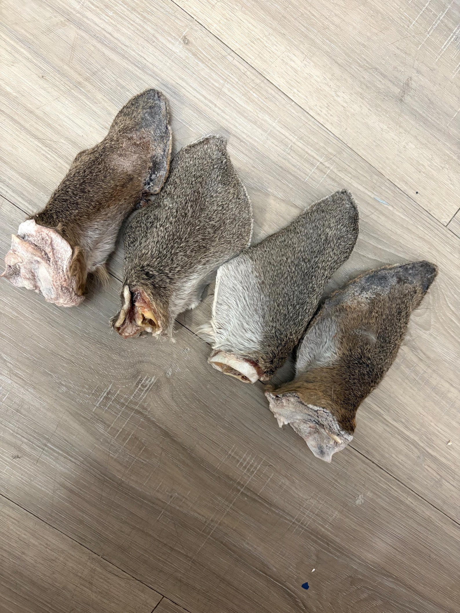 Mummified/ Preserved Whitetail Deer Ears - Etsy