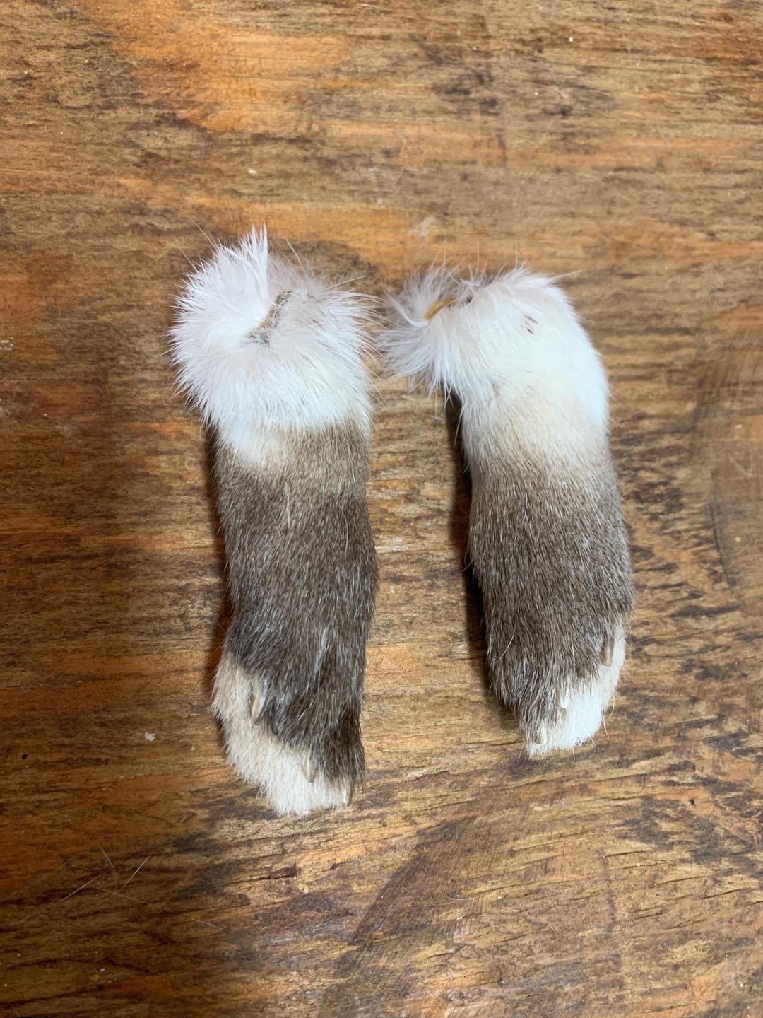1 Ct. Medium Brown and White Rabbit Foot - Etsy