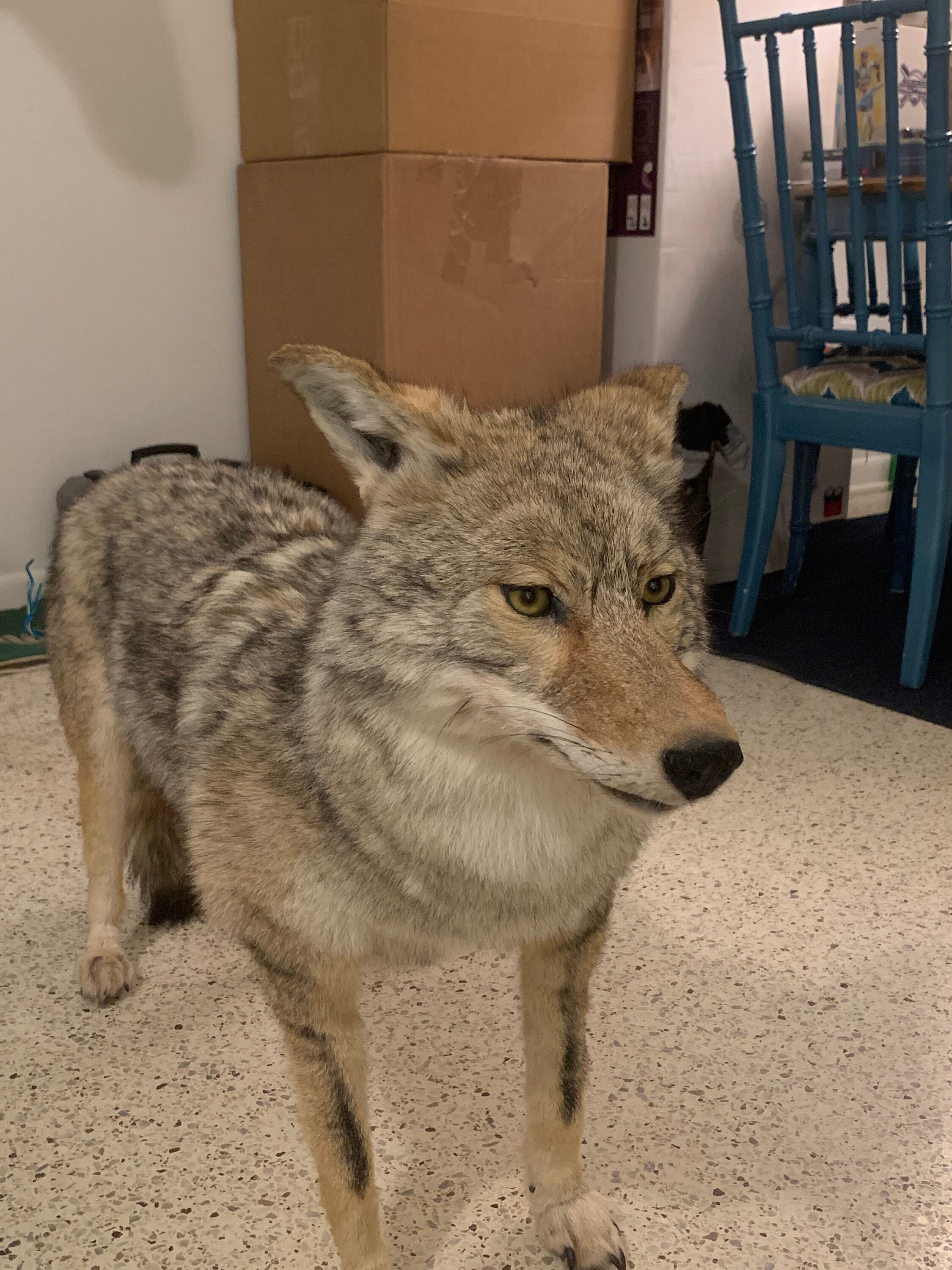 Pre-made, Fully Posable Coyote Soft Mount - Etsy