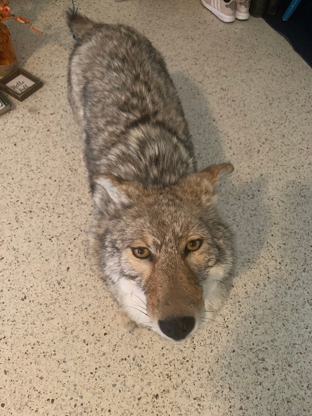 Pre-made, Fully Posable Coyote Soft Mount - Etsy