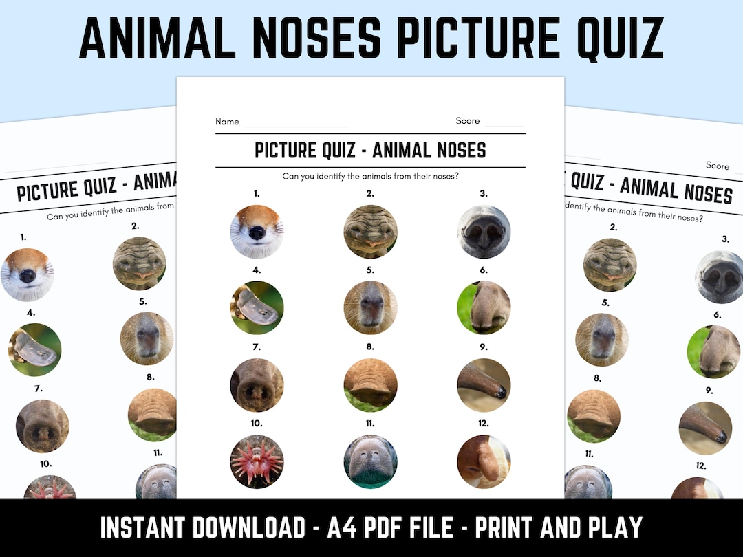 Printable Animal Noses Picture Quiz With Answers: Instant Download PDF ...