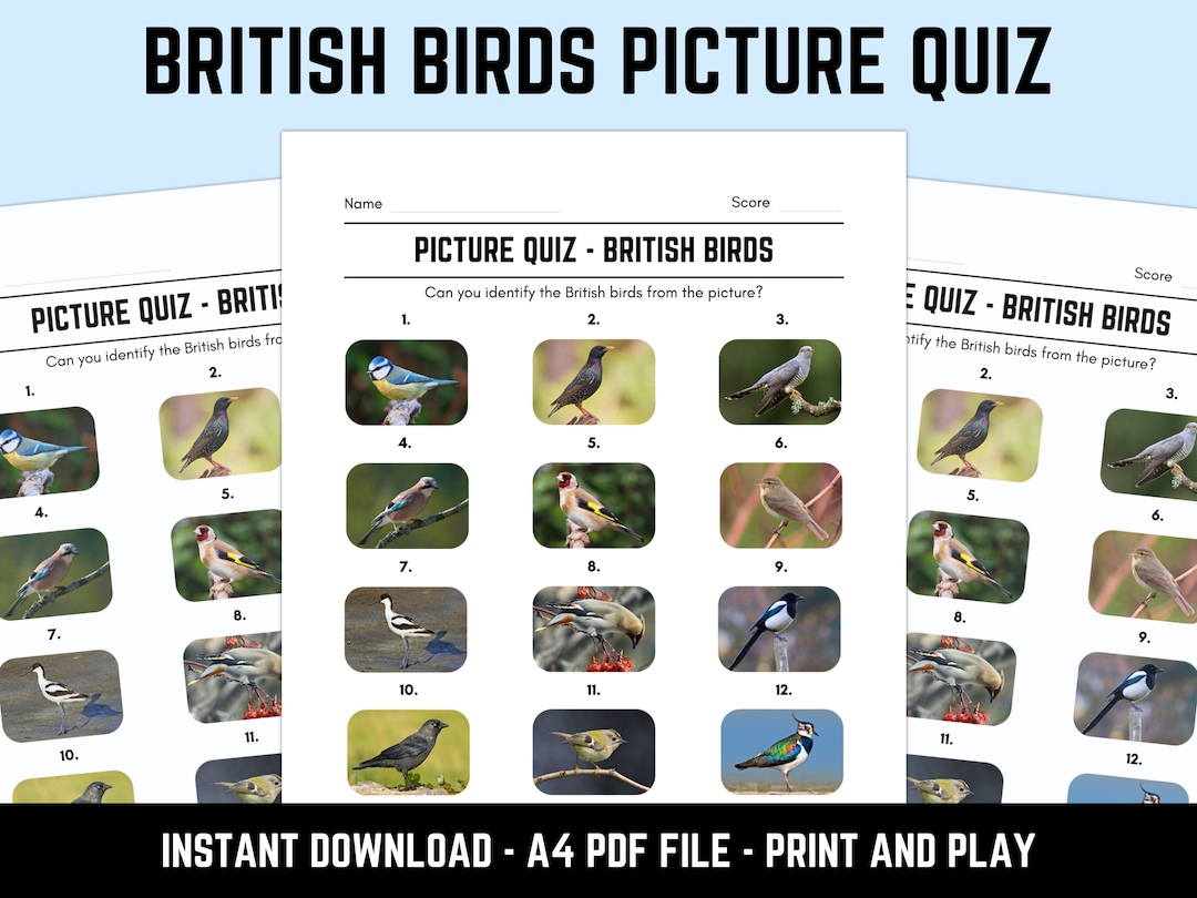 Printable British Birds Picture Quiz With Answers - Etsy