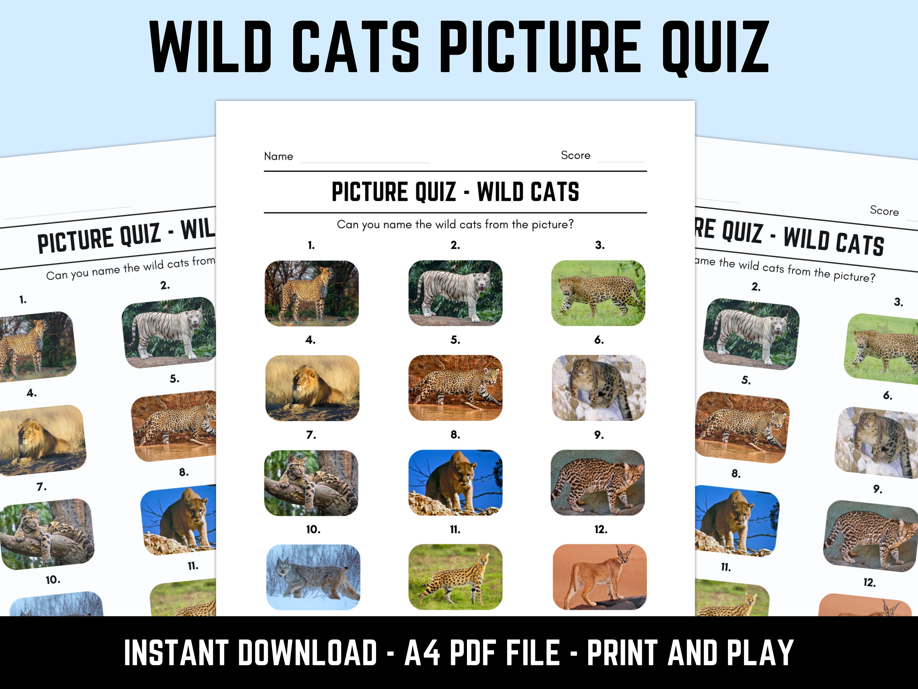 Printable Wild Cats Picture Quiz With Answers - Etsy