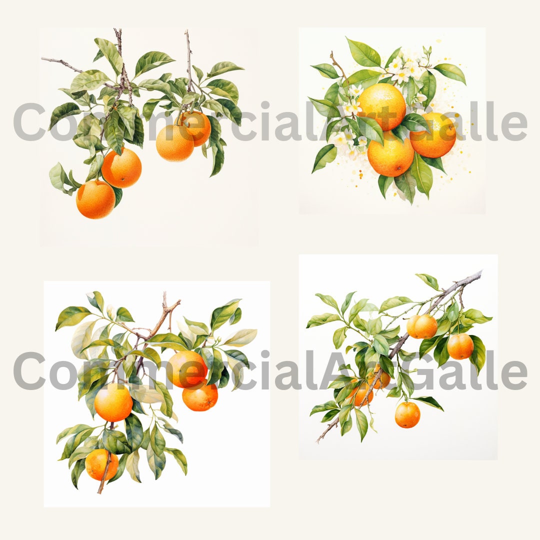 Watercolor Orange Clipart - Digital Png Citrus, Graphics for Instant ...