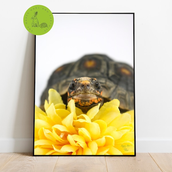 Tortoise Gifts - 60+ Gift Ideas for 2025