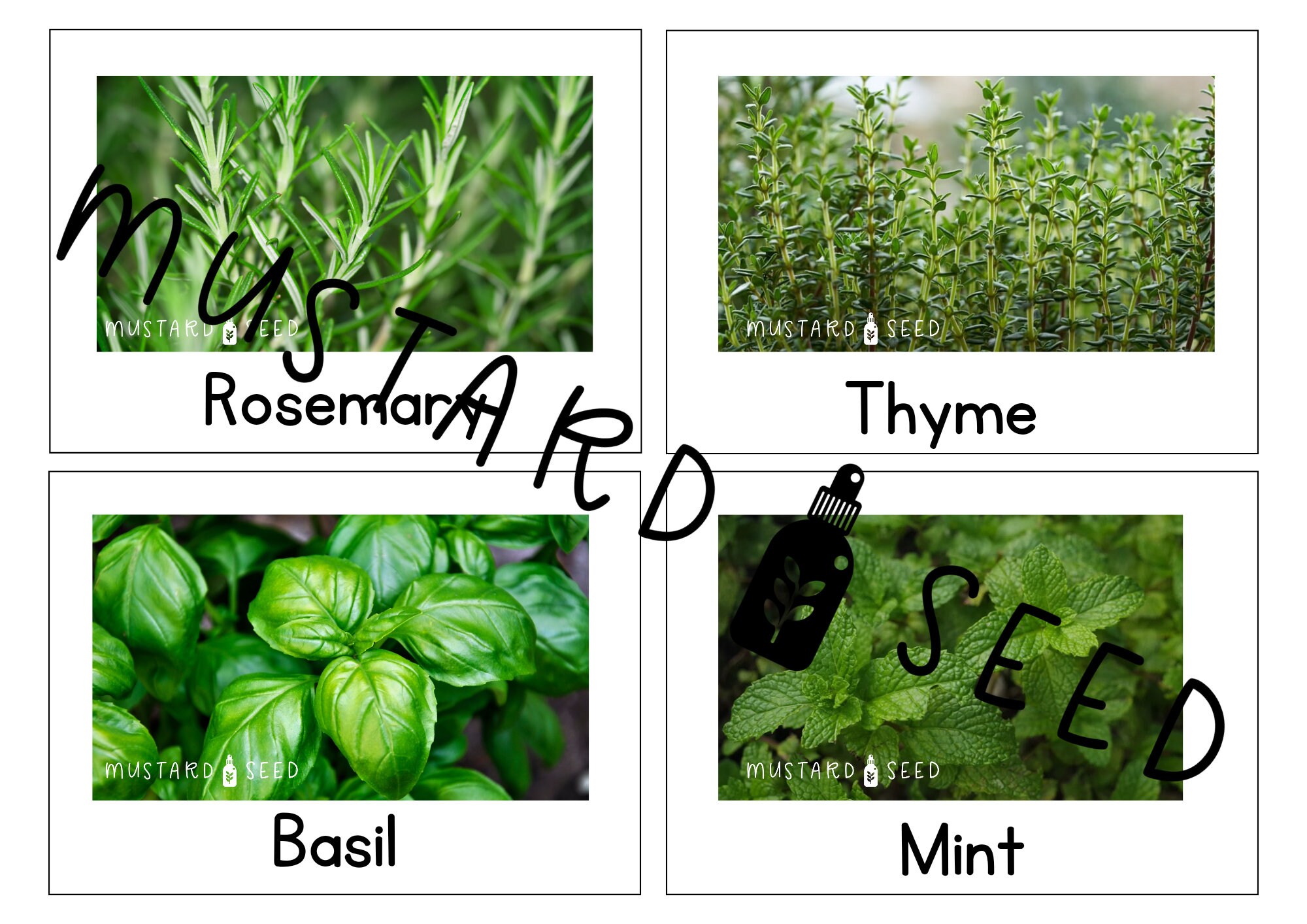 Mini Sensory Herbal Lesson - Etsy