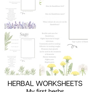Introduction to Herbs | Herbal Education | Herbalism Starter ...