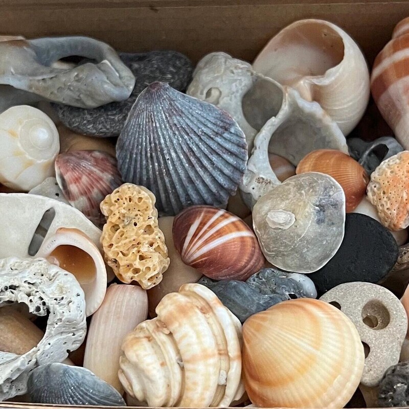 Assorted Seashells - Etsy