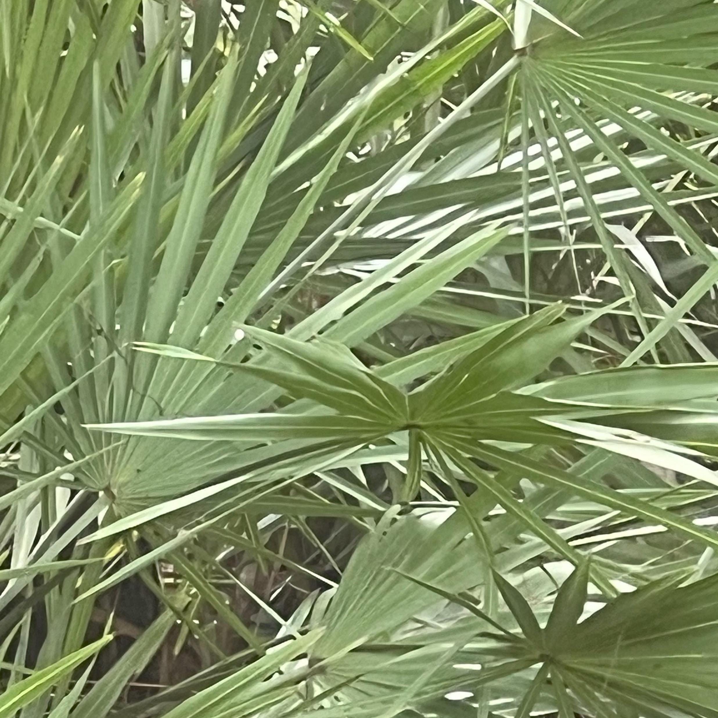 Saw Palmetto Berries, Natural Dried Saw Palmetto Berries, Serenoa ...