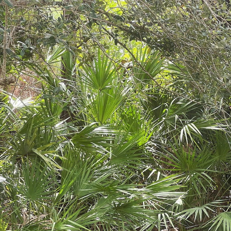 Saw Palmetto Berries, Natural Dried Saw Palmetto Berries, Serenoa ...