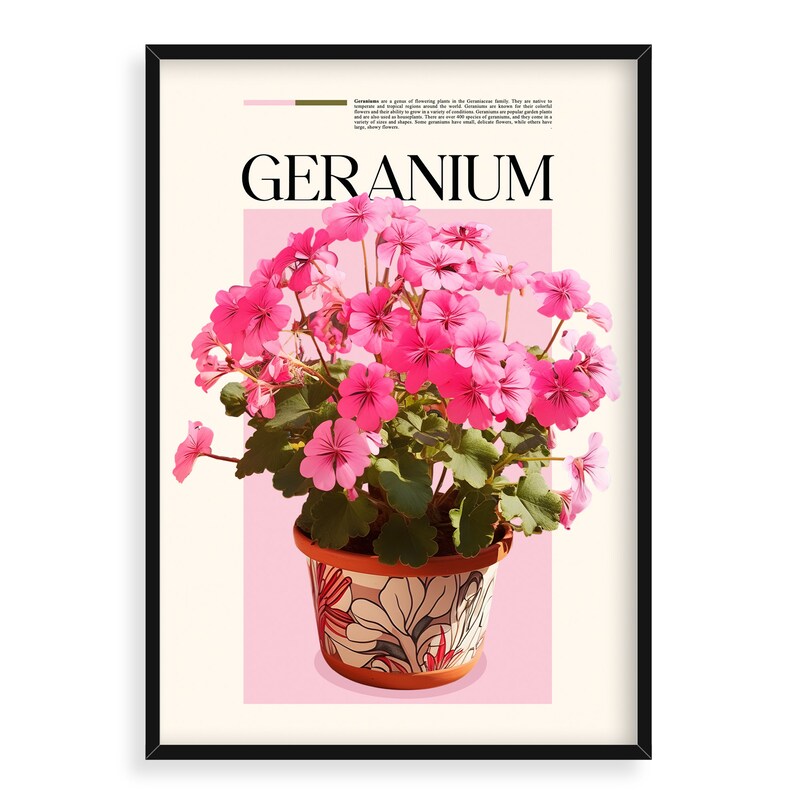 Geranium Seeds - Etsy