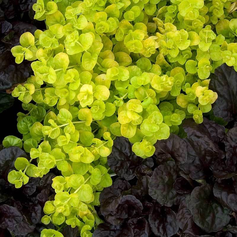 Creeping Jenny - Etsy