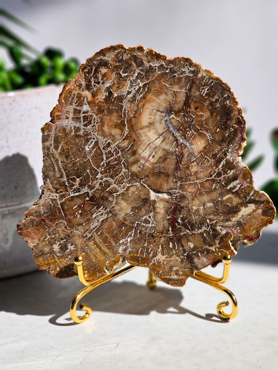 Petrified Wood Slab - Fossilized Wood - Unique Crystal - Etsy