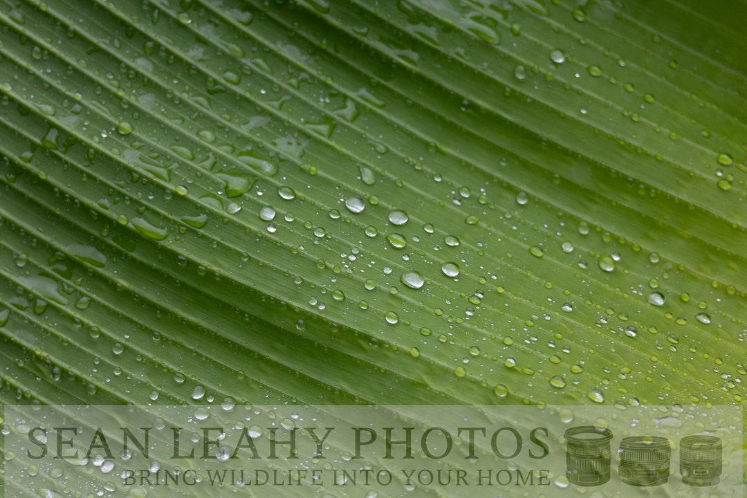 Green Leaf With Rain Photograph, Leaf With Vertical Line, Water on Leaf, Rain on Leaf, Wildlife ...