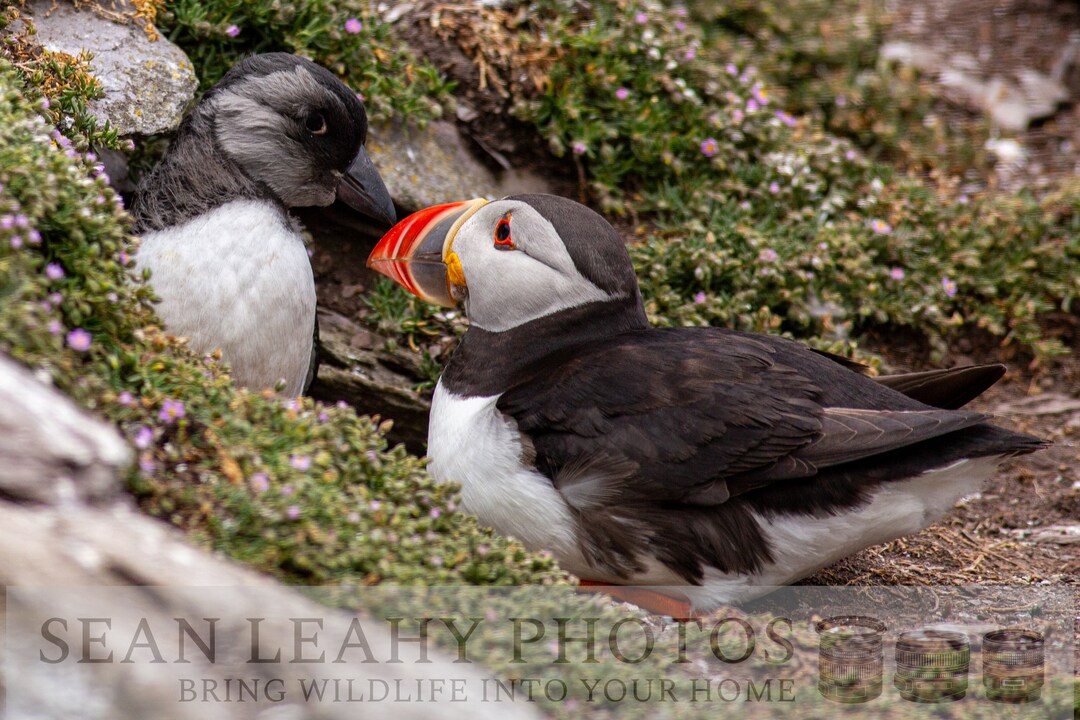 Atlantic Puffin With Baby Puffin Photograph, Common Puffin, Bird ...