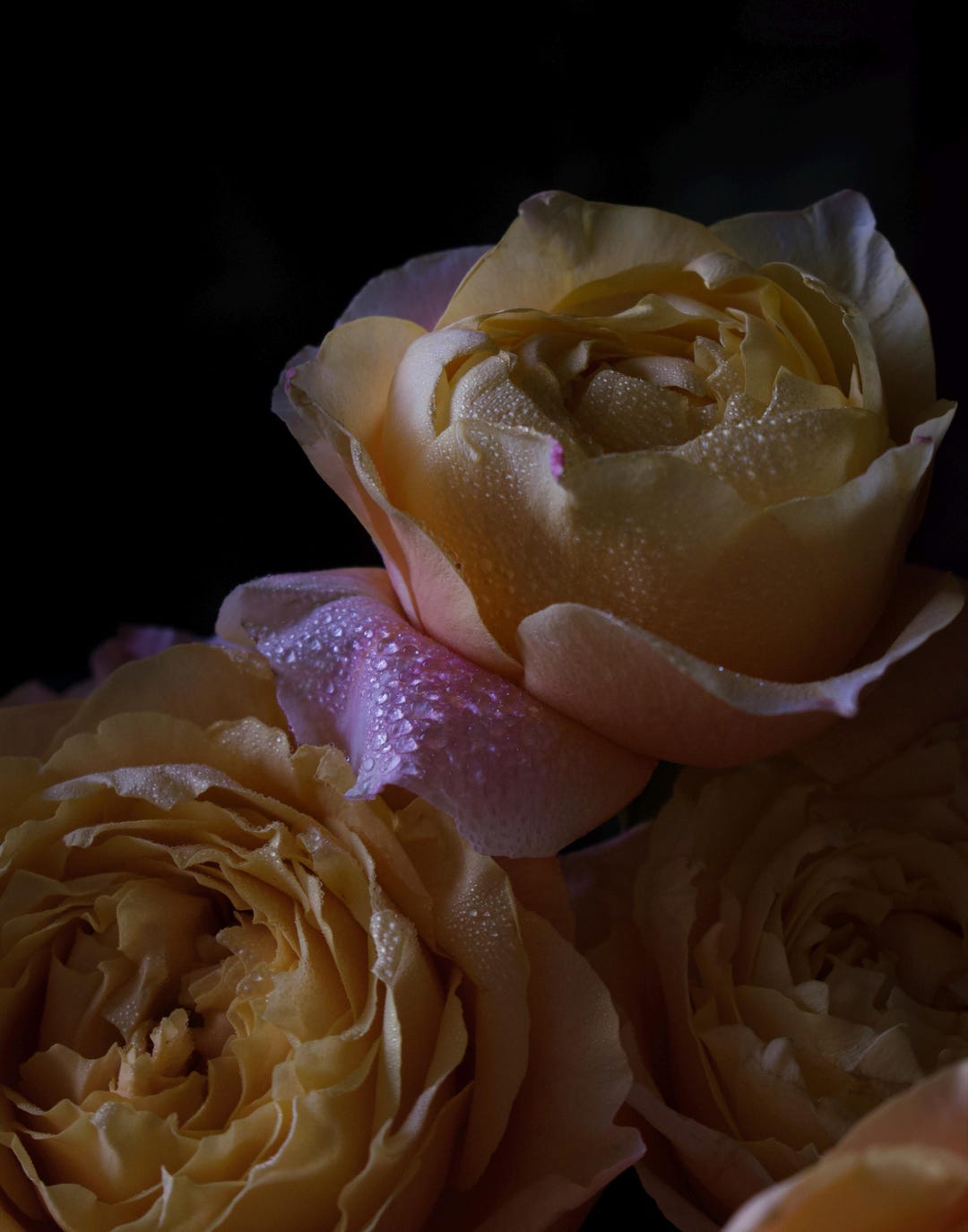 Floral Photography, Whimsigoth Home, Dark Cottagecore Print, Flower ...