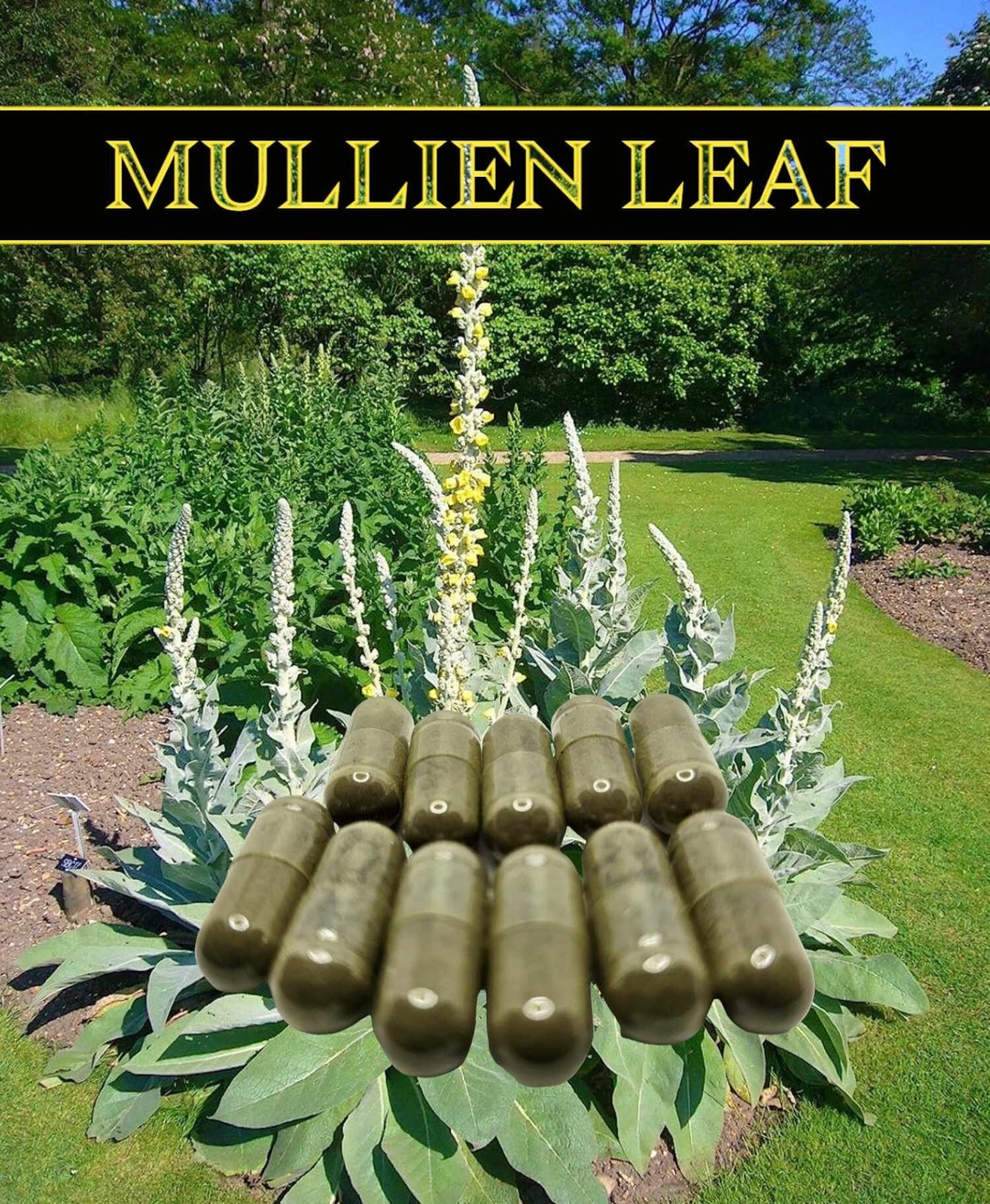 200 Capsules Mullien Leaf FREE SHIPPING - Etsy