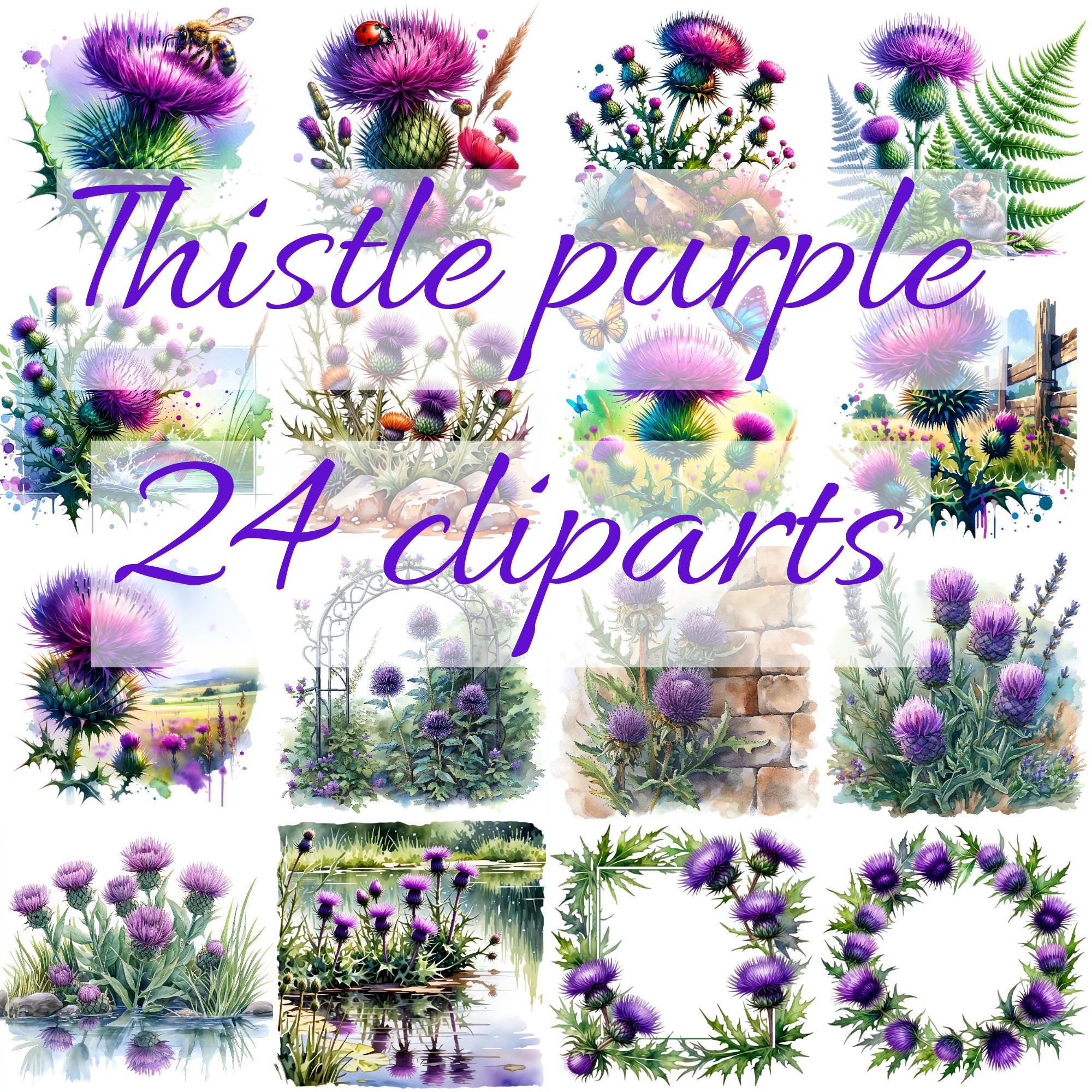 24 Thistle Flower Watercolor Clipart Botanical Art for Printable Crafts ...