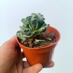 Adromischus Spp. Patte de Tortue – Succulente Rare – Petite Plante ...