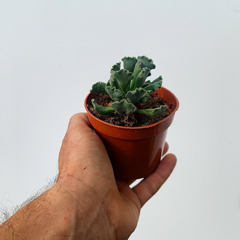 Adromischus Spp. Patte de Tortue – Succulente Rare – Petite Plante ...
