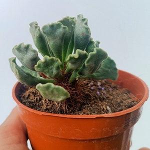 Adromischus Spp. Patte de Tortue – Succulente Rare – Petite Plante ...