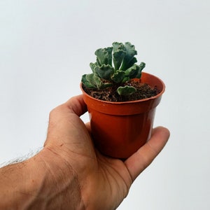Adromischus Spp. Patte de Tortue – Succulente Rare – Petite Plante ...
