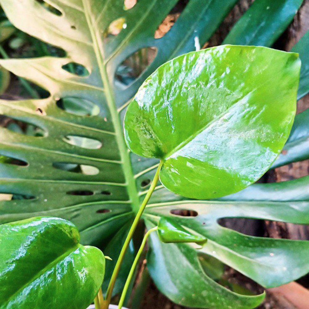 Monstera Big Form (Original Deliziosa Giant) – Version original de hoja ...