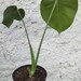 Monstera Big Form Original Deliziosa Giant Version original de hoja ...