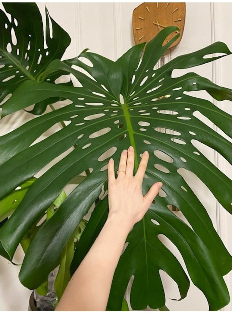Monstera Big Form Original Deliziosa Giant Version original de hoja ...