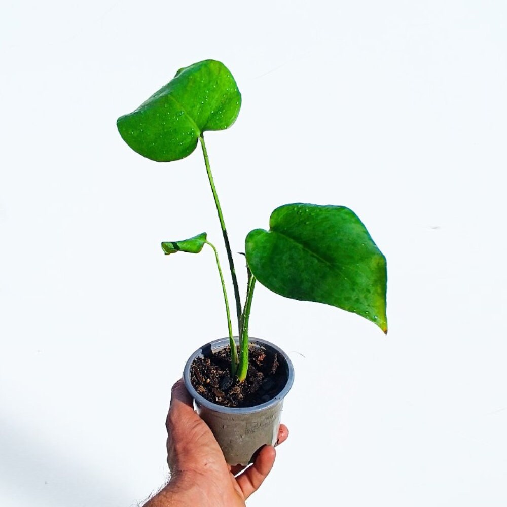 Monstera Big Form (Original Deliziosa Giant) – Version original de hoja ...