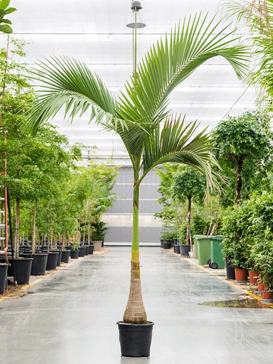 Archontophoenix Alexandrae – Palma reale australiana - Etsy Italia