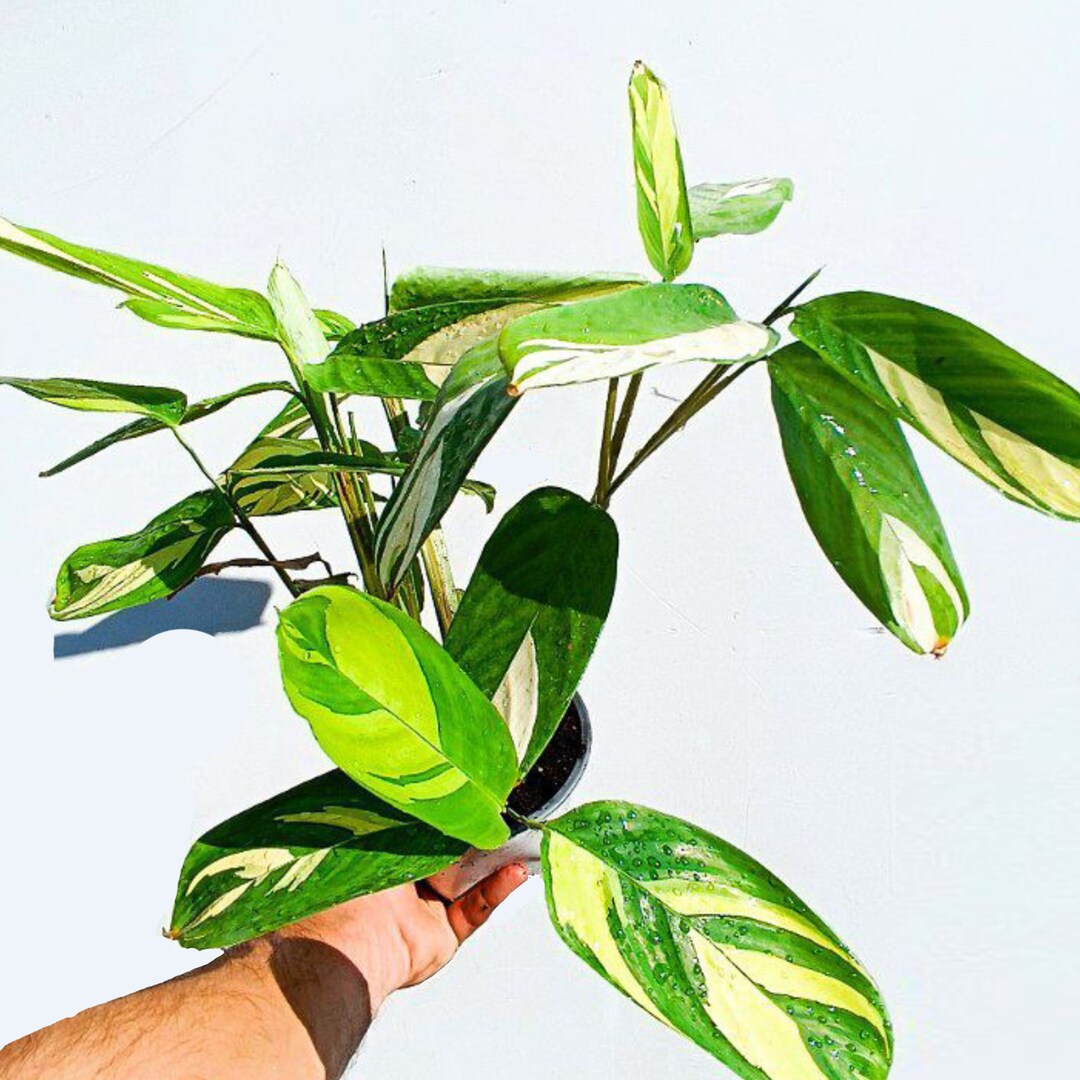 Calathea Ctenanthe Variegata Grande plante vivante - Etsy France