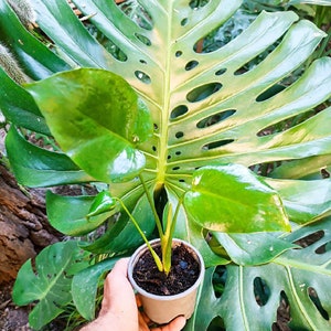 Monstera Big Form (Original Deliziosa Giant) – Version original de hoja ...