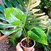 Monstera Big Form (Original Deliziosa Giant) – Version original de hoja ...