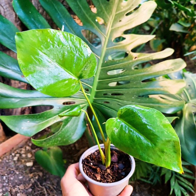 Monstera Big Form (Original Deliziosa Giant) – Version original de hoja ...