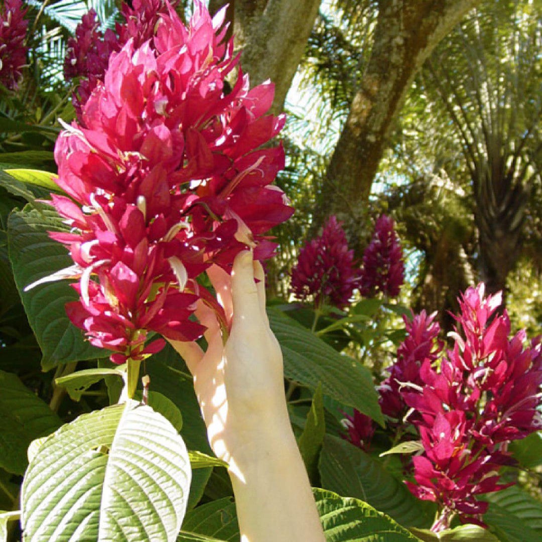 Buy Megaskepasma Erythrochlamys - Red Cloak Plant - Live Plant Online ...