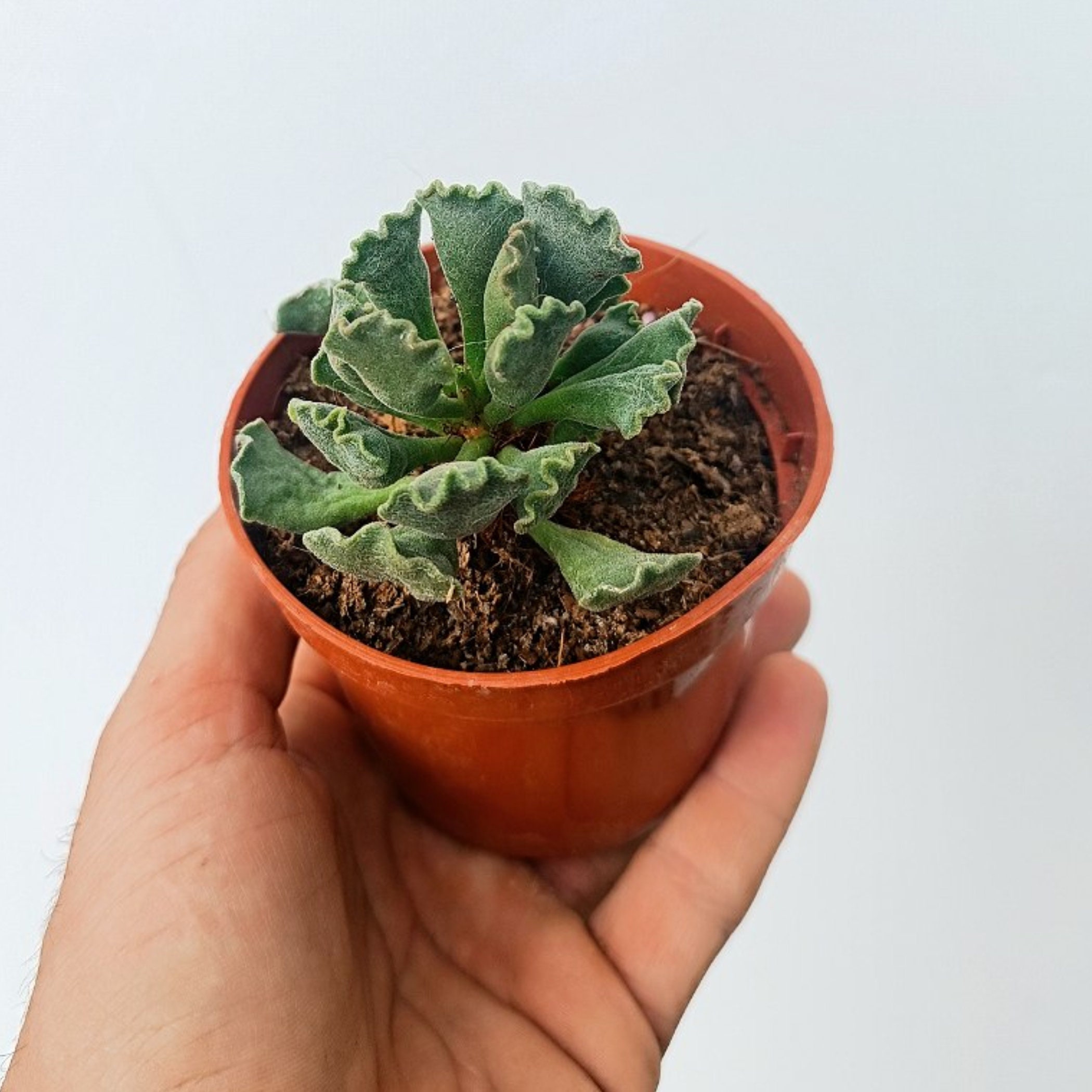 Adromischus Spp. Patte de Tortue – Succulente Rare – Petite Plante ...