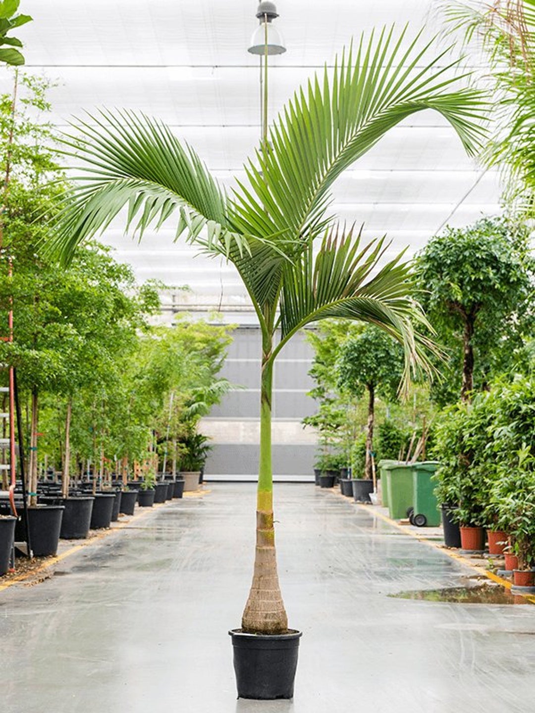 Archontophoenix Alexandrae Australische Königspalme Lebende Pflanze NEUES LOT - Etsy.de