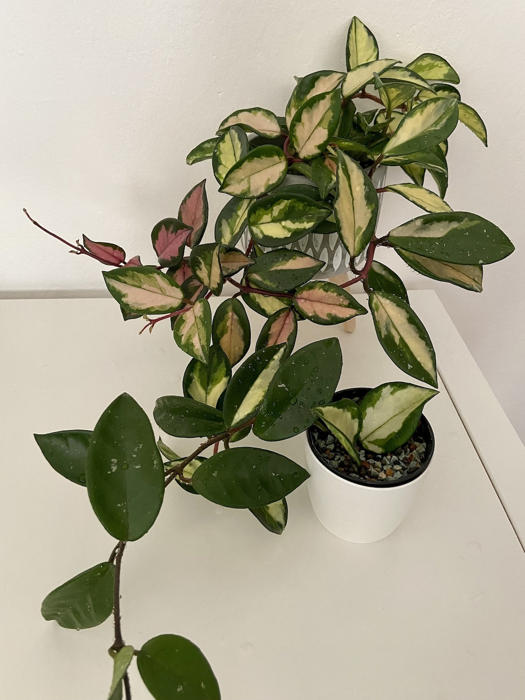 Hoya Marlea planta viva - Etsy Portugal