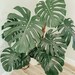 Monstera Big Form Original Deliziosa Giant Version original de hoja ...