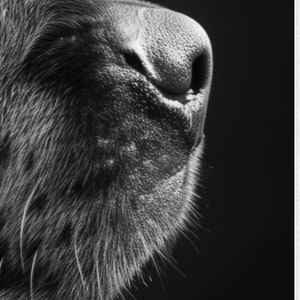 Labrador Retriever Dog Portrait - B&W Pet Photography Poster - Wall Art ...