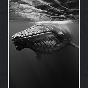 Blue Whale - Wildlife Photography Poster - Wall Art - Home Decor - Etsy