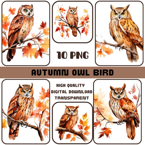 Owls Digital Clipart - Etsy UK