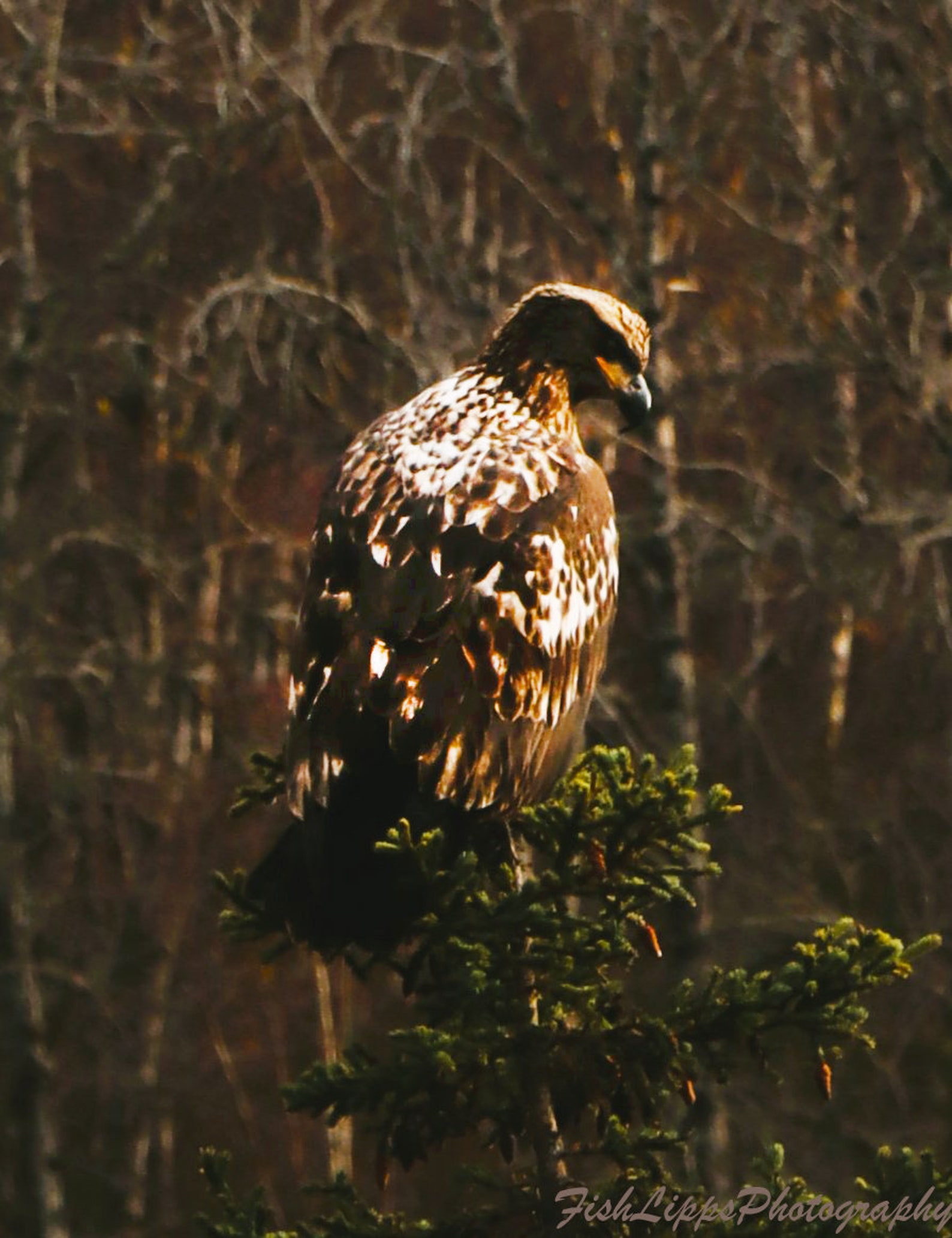 Bowing Golden Eagle - Etsy