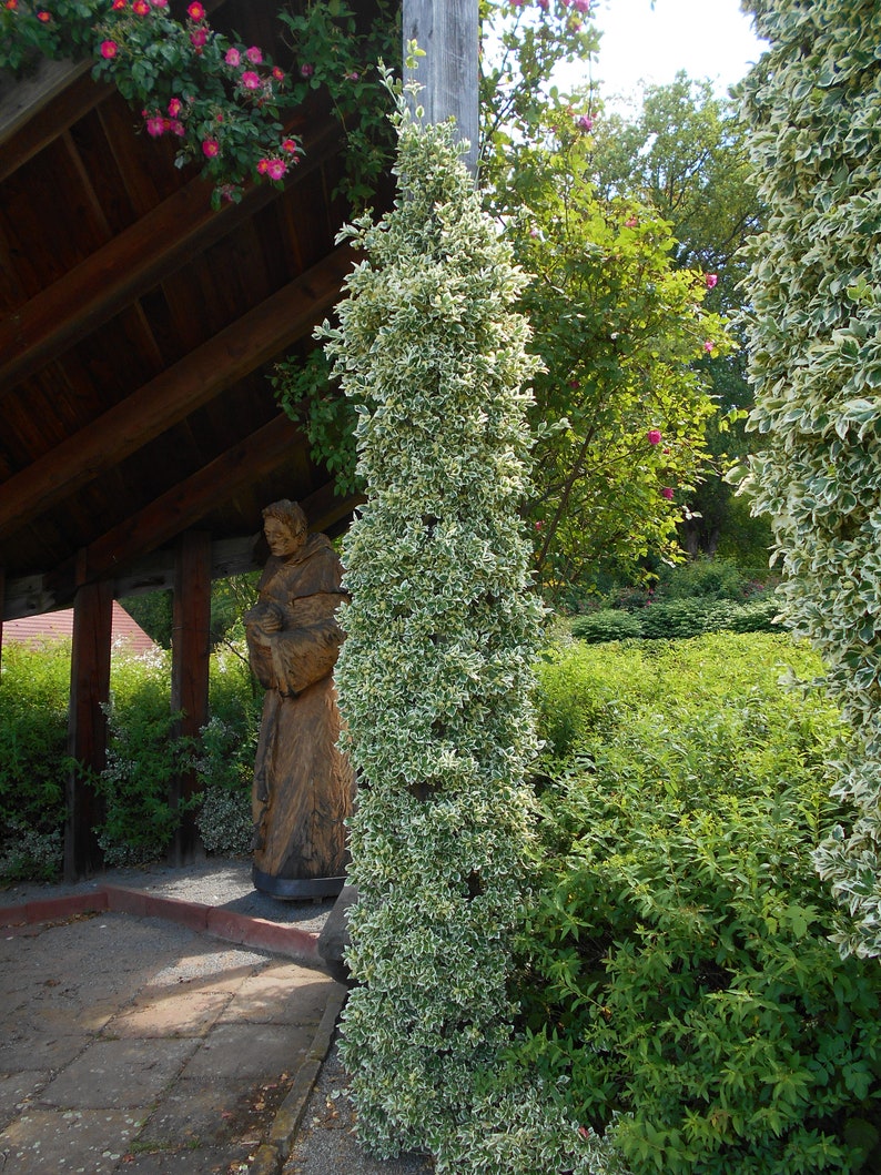 Wintercreeper 'emerald Gaiety' Euonymus Fortunei / Well Rooted and ...