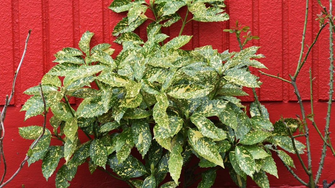 Spotted Japanese Laurel Aucuba Japonica, Shade Plant, Several Years Old ...