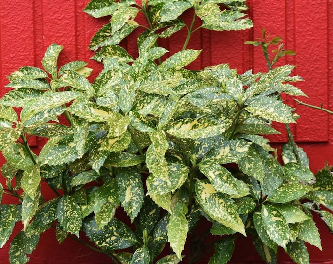 Spotted Japanese Laurel Aucuba Japonica, Shade Plant, Several Years Old ...